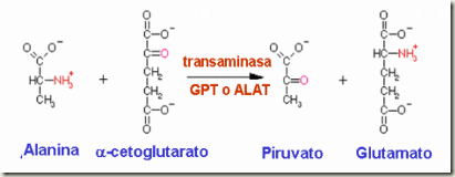 Biogenmol: Las famosas transaminasas